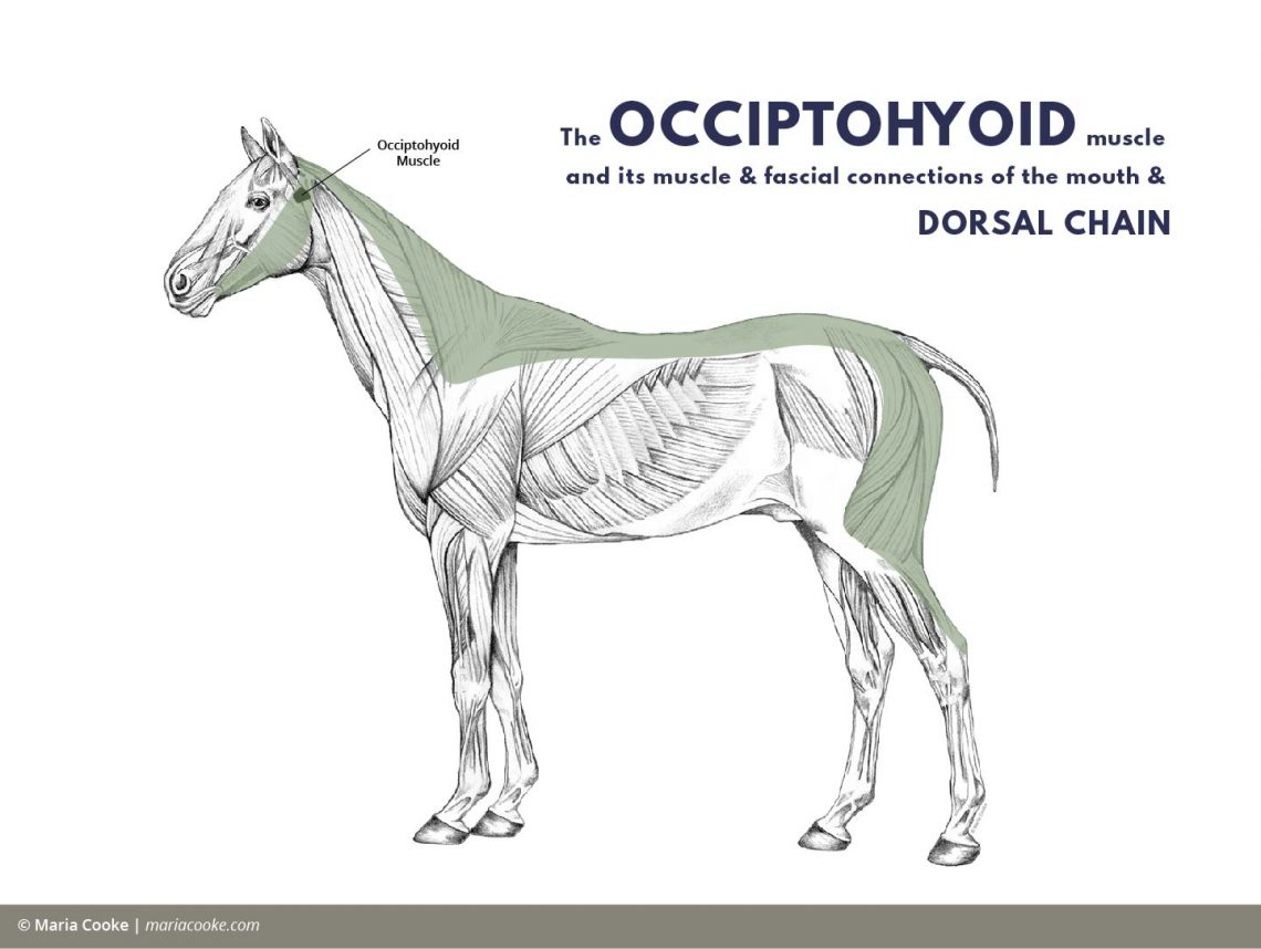 The Benefit of Using Bits | The Hyoid Connection – Maria Cooke