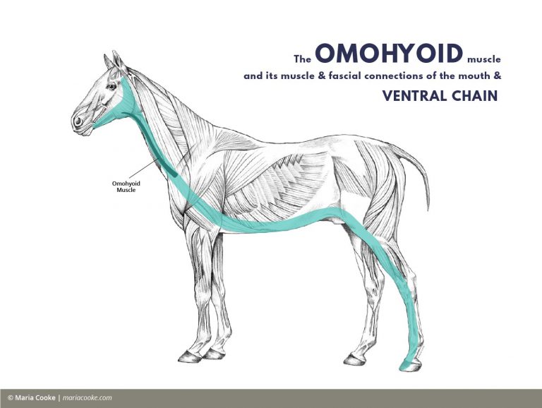 The Benefit of Using Bits | The Hyoid Connection – Maria Cooke
