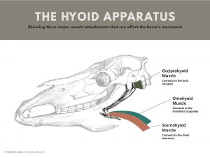 The Benefit of Using Bits | The Hyoid Connection – Maria Cooke
