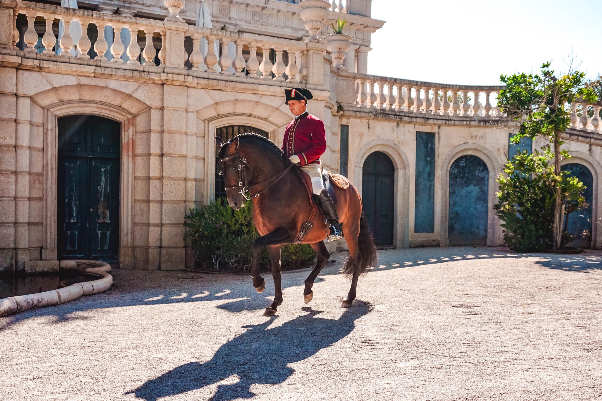 The Portuguese School of Equestrian Art: Classical Foundations for ...