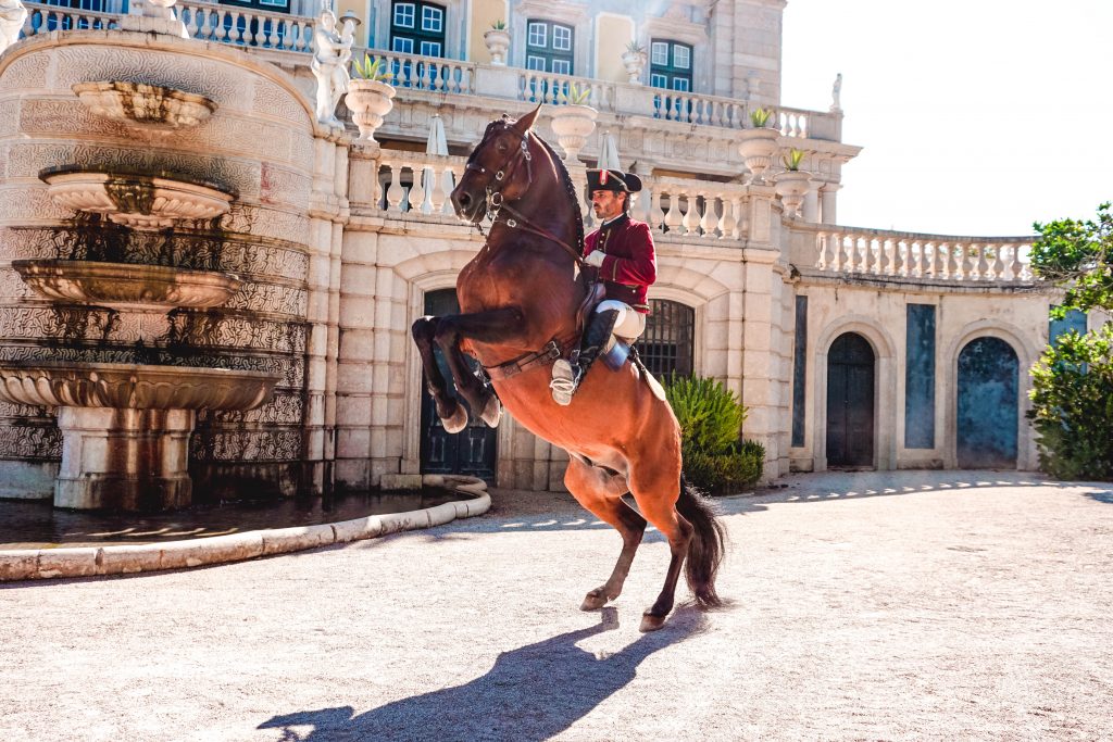 The Library of Equestrian Art: A Unique Classical Compendium – Maria Cooke