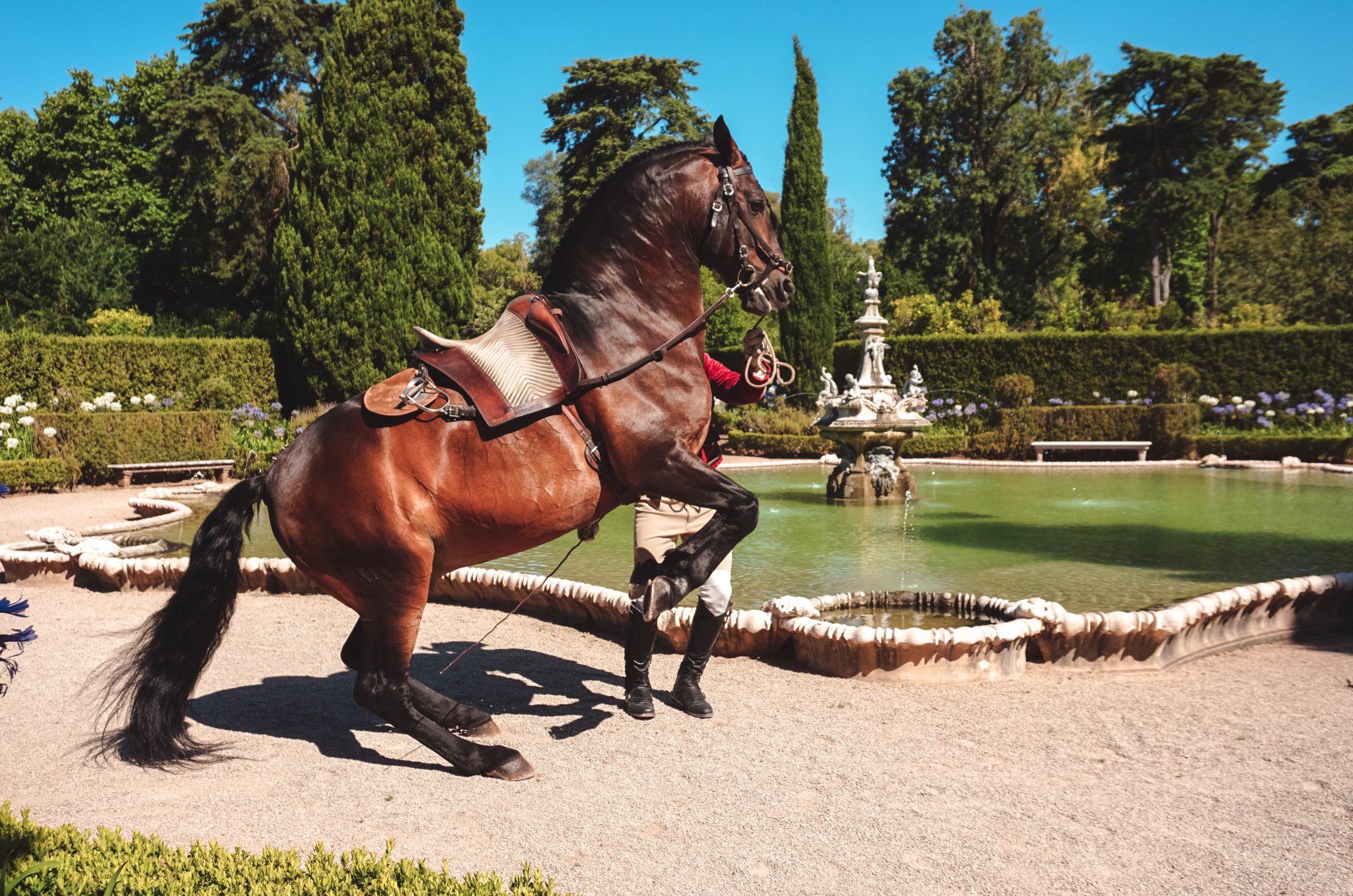 The Portuguese School of Equestrian Art: Classical Foundations for ...