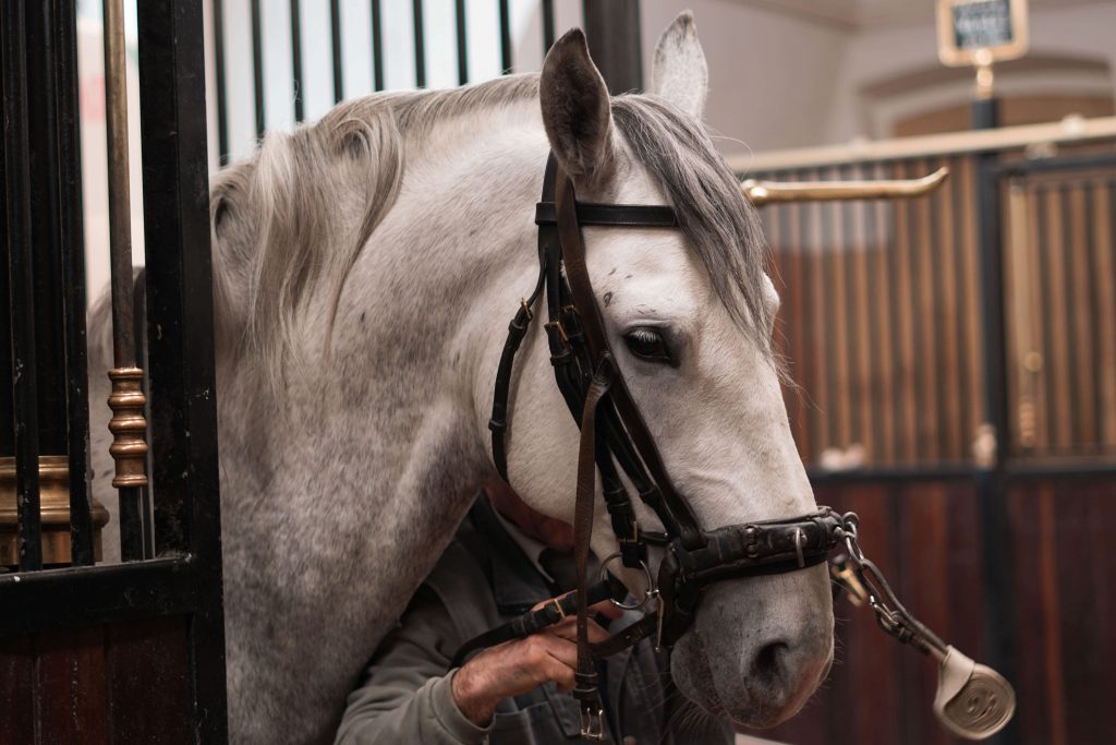The Spanish Riding School: A Rider’s Look Inside Europe’s Oldest ...