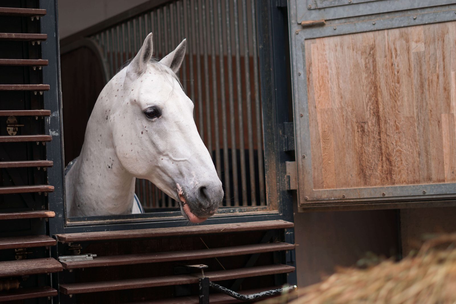 The Spanish Riding School: A Rider’s Look Inside Europe’s Oldest ...