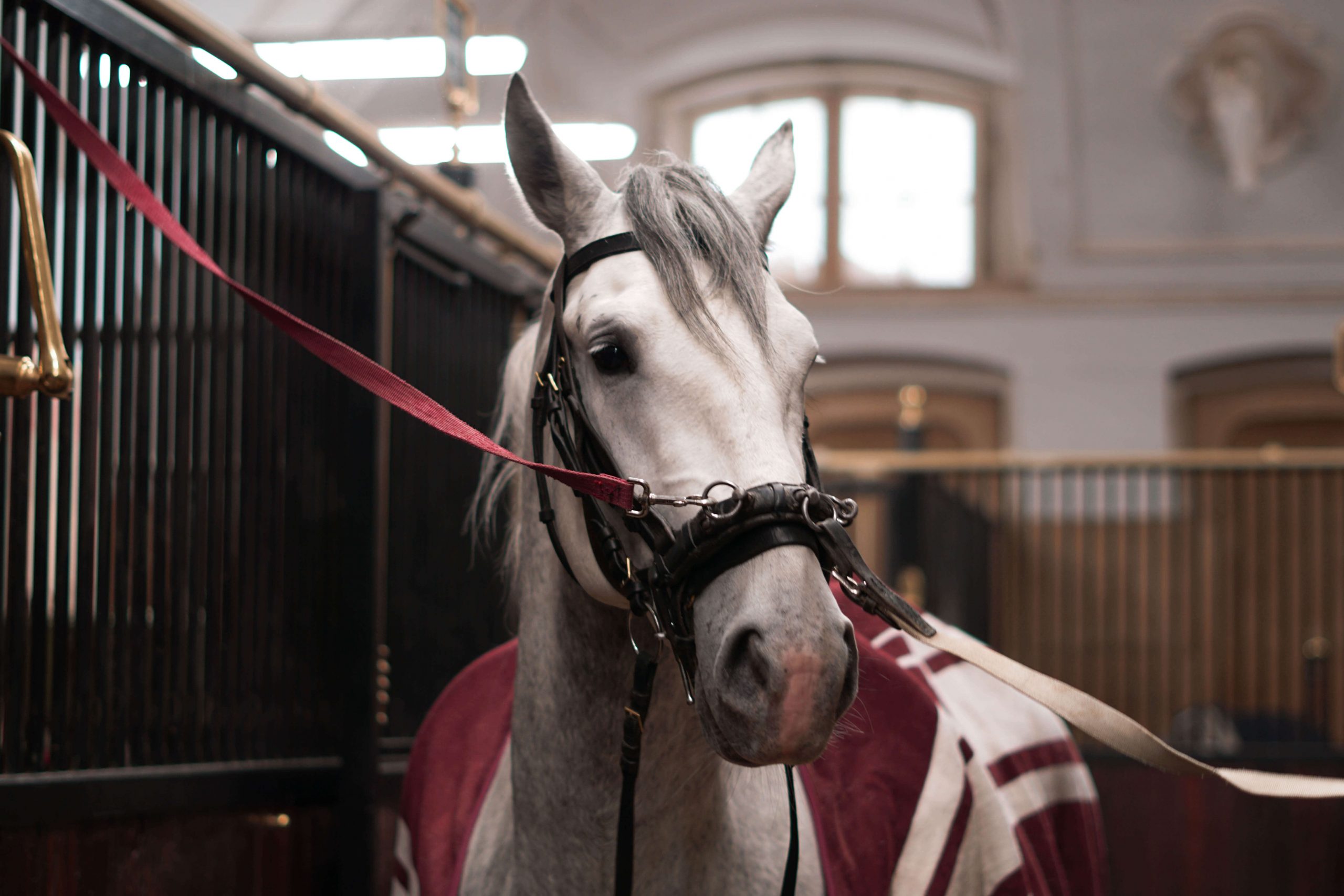 The Spanish Riding School: A Rider’s Look Inside Europe’s Oldest ...